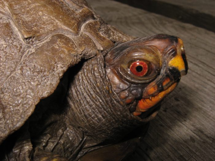 MOHAP - Three-Toed Box Turtle (Terrapene carolina) photo