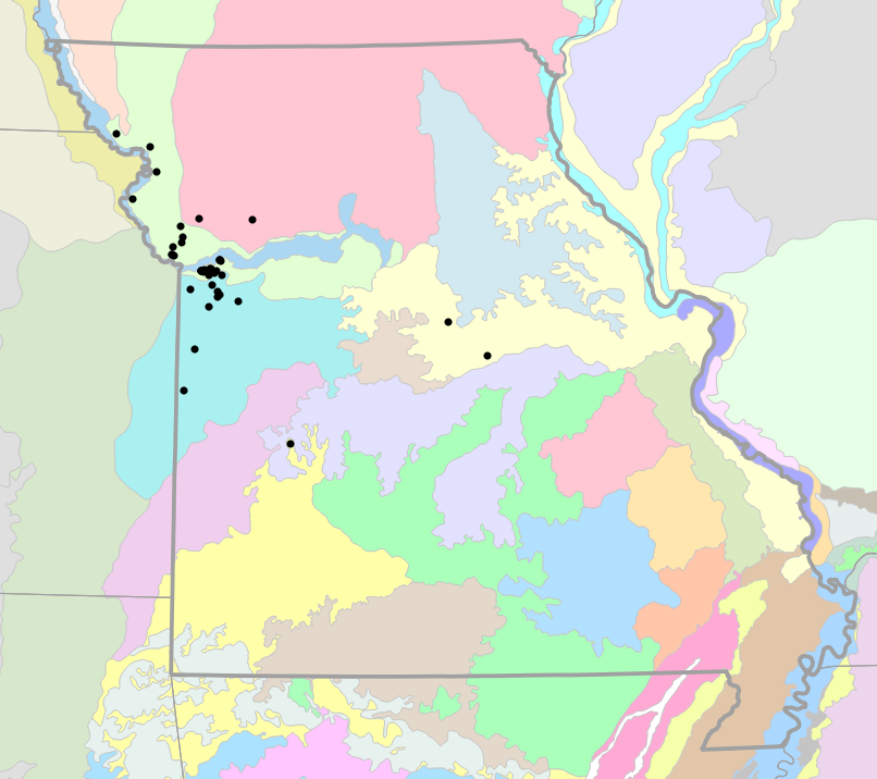 Gastrophryne olivacea (Western Narrow-mouthed Toad)